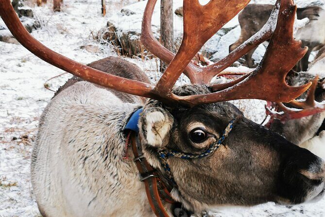 Santa's Reindeer & Husky Safari + Aurora BBQ in Rovaniemi - Key Points