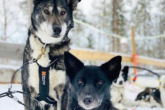 Santa's Reindeer & Husky Safari + Aurora BBQ in Rovaniemi - Additional Highlights and Practicalities