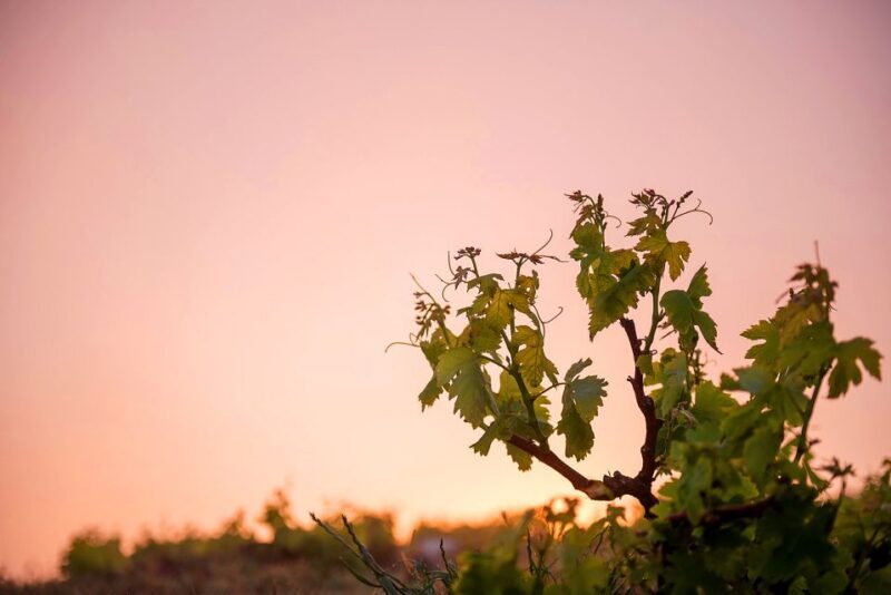 Santorini: Greek Food & Wine Tasting Tour - The Experience in Perspective