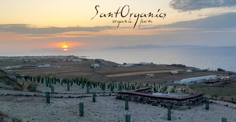 Santorini: Private Olive Oil tasting & Liqueur experience - Key Points