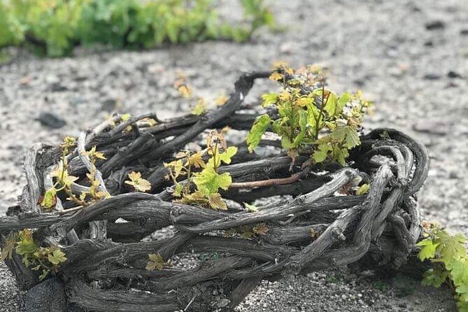 Santorini Private Wine Tasting Experience with private sommelier - Analyzing the Value