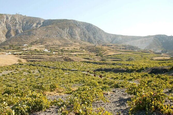 Santorini Wine Tasting: Day or Sunset Private Tour - Who Should Consider This Tour