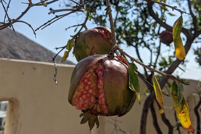 Santorinian Agriculture, Food, Wine, Beer, and Spirits - An In-Depth Look at the Santorinian Agriculture, Food, and Drink Tour