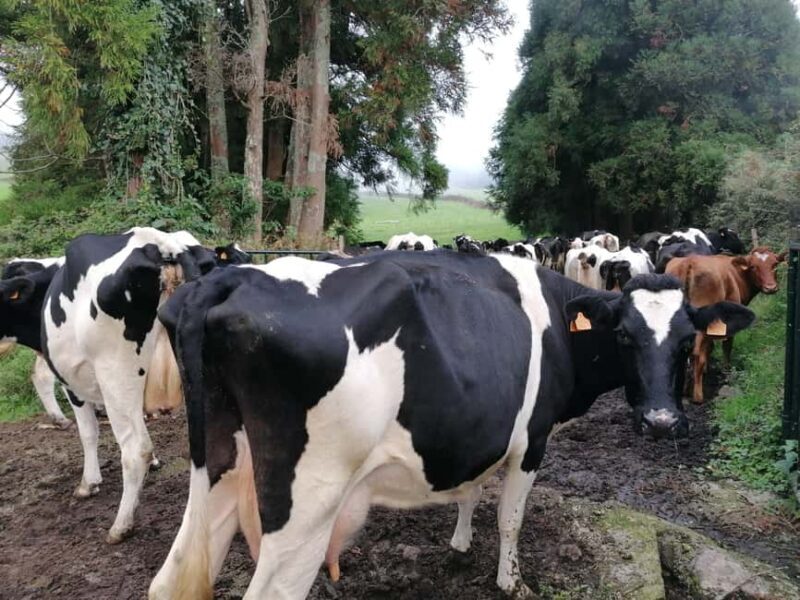 Sao Jorge Cheese Tour - Half day - Key Points