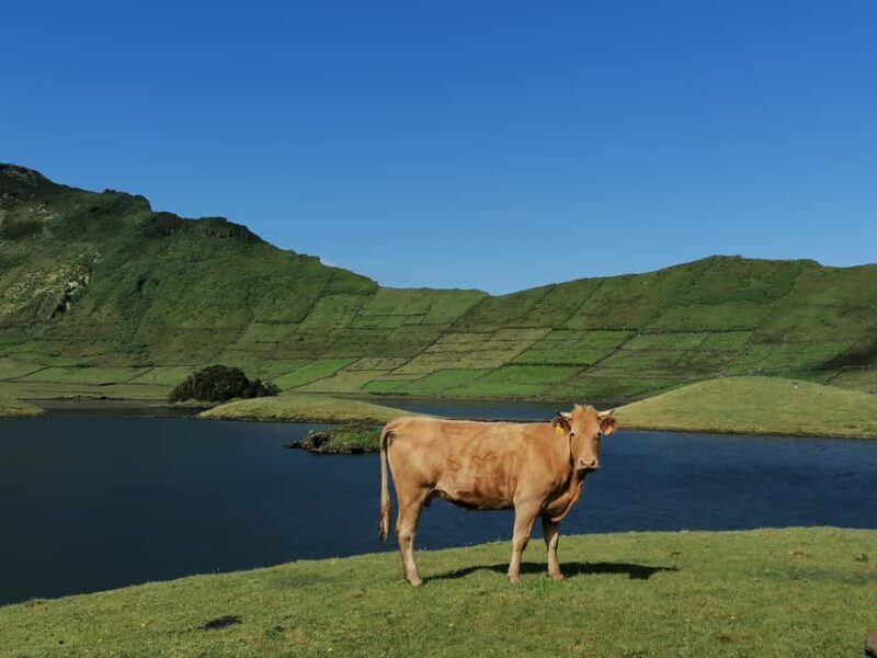 Sao Jorge Cheese Tour - Half day - An In-Depth Look at the São Jorge Cheese Tour