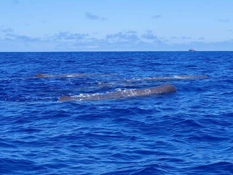 São Miguel, Azores: Whale and Dolphin Watching Tour - The Experience in Detail