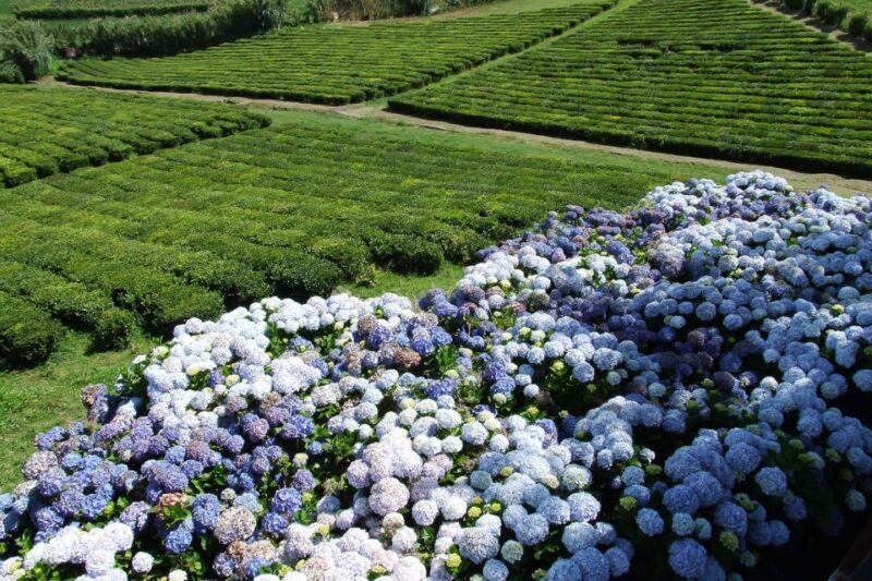 São Miguel: Full-Day 4WD Jeep Tour to Furnas with Lunch - Visiting The Terra Nostra Botanical Gardens