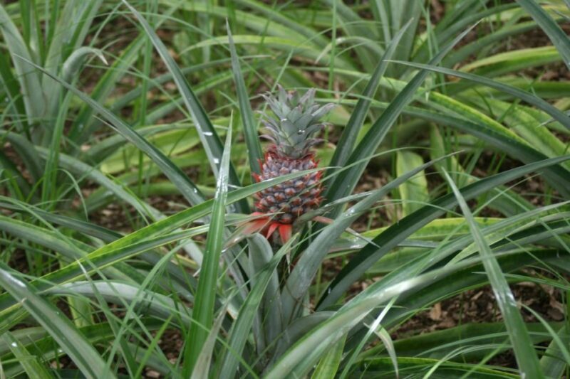 São Miguel Guided Tour to Volcano and Crater of Sete Cidades - Final Thoughts