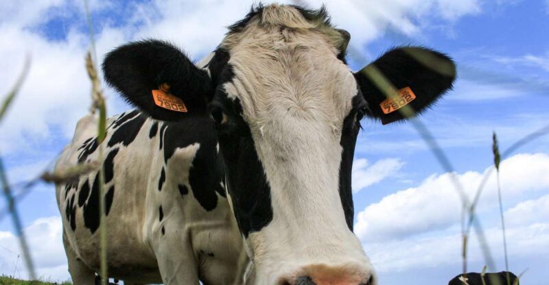 São Miguel Island: Full Day All-in-One Tour - Key Points