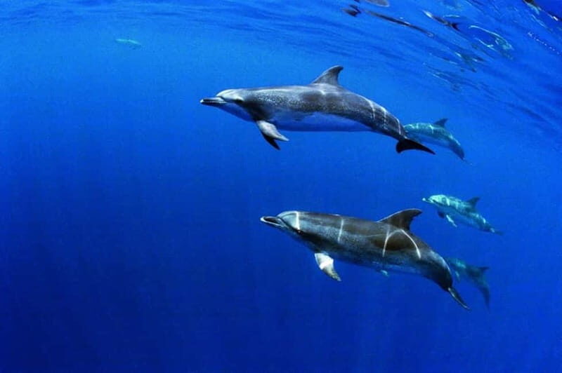 São Miguel: Swim with Wild Dolphins in the Open Ocean - The Guide and Crew: Knowledgeable and Respectful