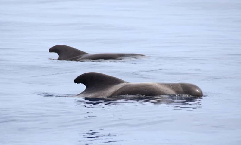 São Miguel: Swim with Wild Dolphins in the Open Ocean - What’s Included and What to Bring