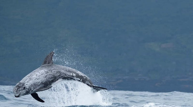 São Miguel: Swim with Wild Dolphins in the Open Ocean - The Experience: Authentic, Respectful, and Fun