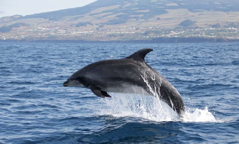 São Miguel: Swim with Wild Dolphins in the Open Ocean - The Sum Up