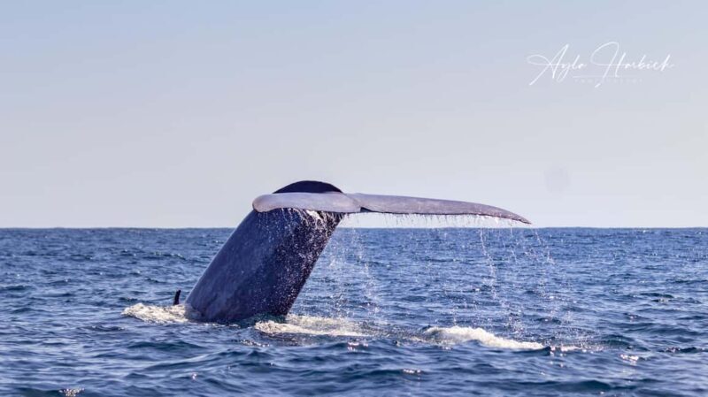 São Miguel: Whale-Watching Cruise with Marine Biologist - Why This Tour is a Great Choice