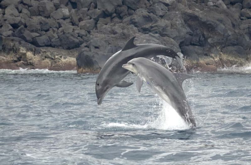 São Miguel: Whale Watching & Wild Dolphins Swimming Full-day - Introduction: Discovering the Azores Marine Magic