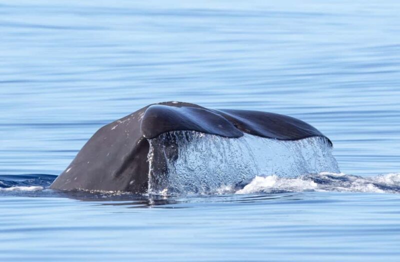 São Miguel: Whale Watching & Wild Dolphins Swimming Full-day - Key Points