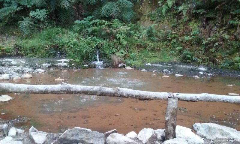 São Miguel: Whales & Volcano Full-Day Tour with Lunch - Key Points