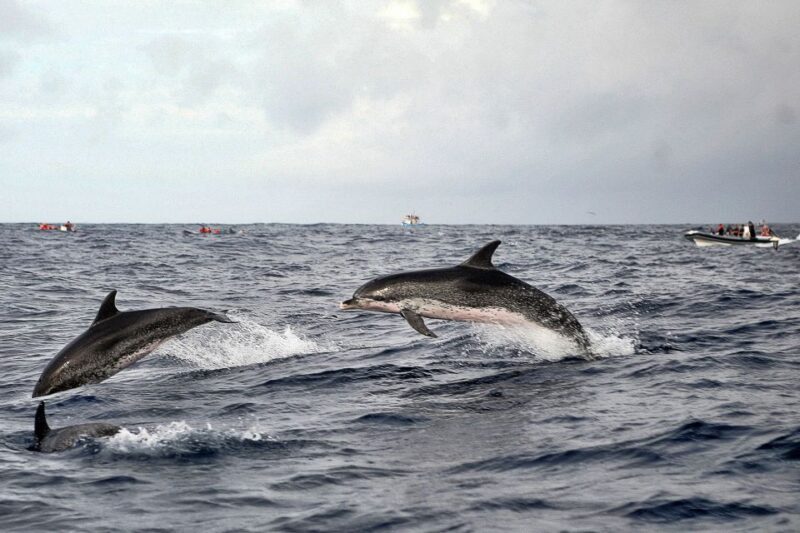 São Miguel: Whales & Volcano Full-Day Tour with Lunch - Review Highlights and Authentic Insights