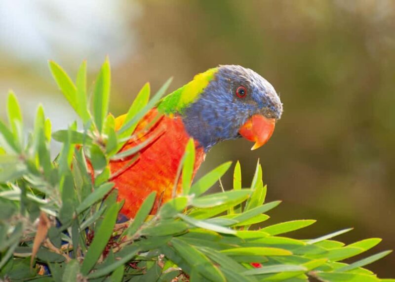 Sapphire Coast: 7h Shore Excursion with Aussie Morning Tea - Key Points