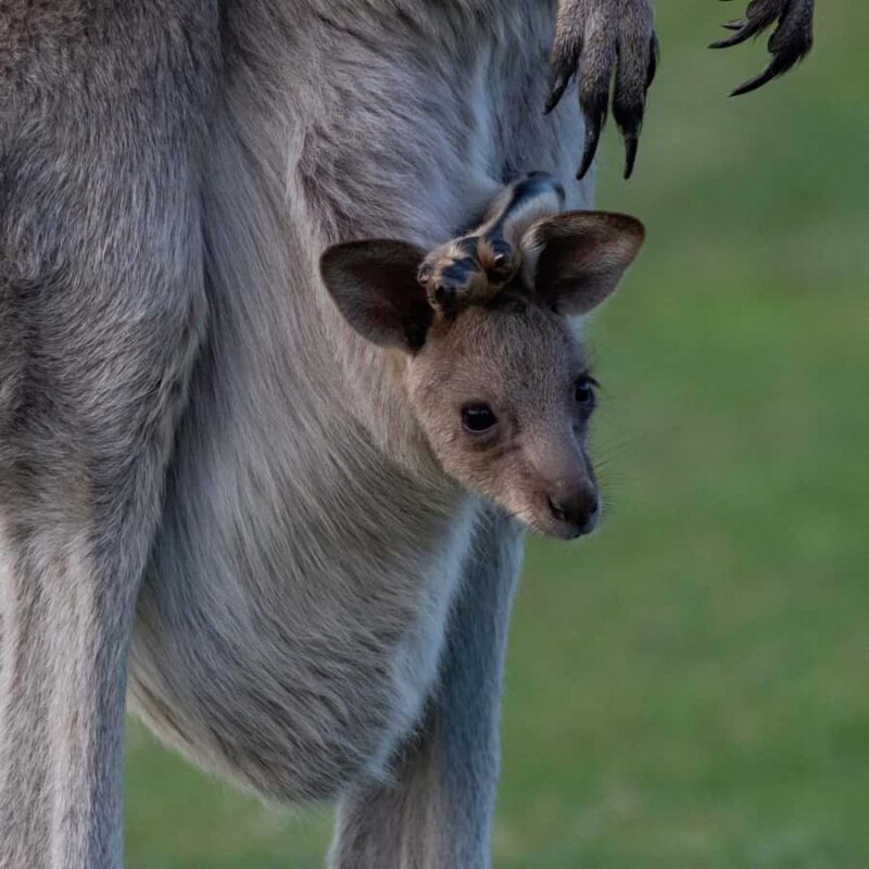 Sapphire Coast: 7h Shore Excursion with Aussie Morning Tea - A Deep Dive into the Sapphire Coast Tour