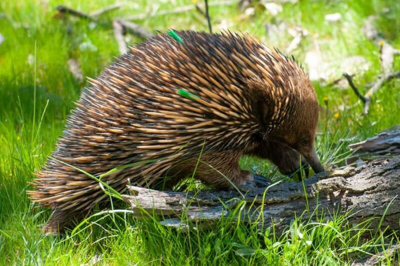 Sapphire Coast: 7h Shore Excursion with Aussie Morning Tea - Final Thoughts: Is This Tour for You?