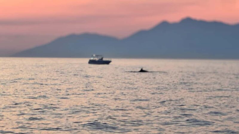 Sarandë Sea Safari: Speedboat to Hidden Coves & Wild Beaches - FAQ