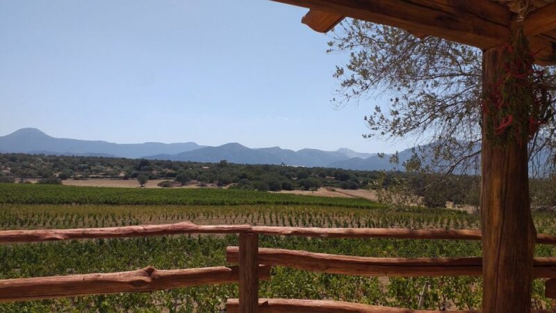 Sardinia: Dorgali Winery Tour with Tasting and Local Guide - Key Points