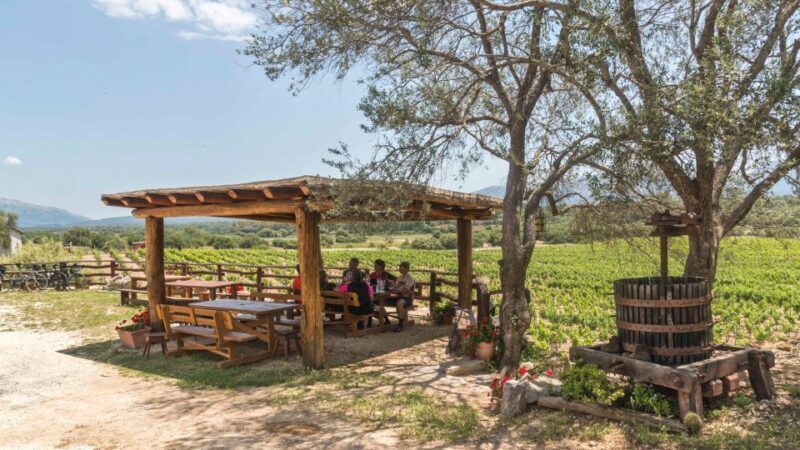 Sardinia: Dorgali Winery Tour with Tasting and Local Guide - What This Tour Offers