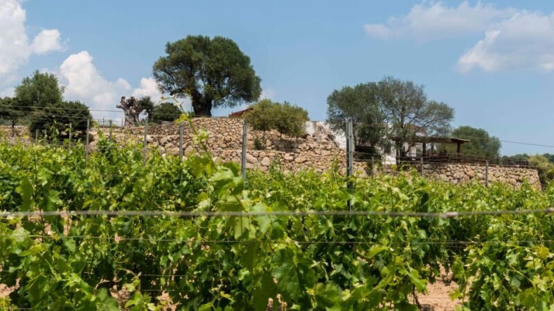 Sardinia: Dorgali Winery Tour with Tasting and Local Guide - What Reviewers Say
