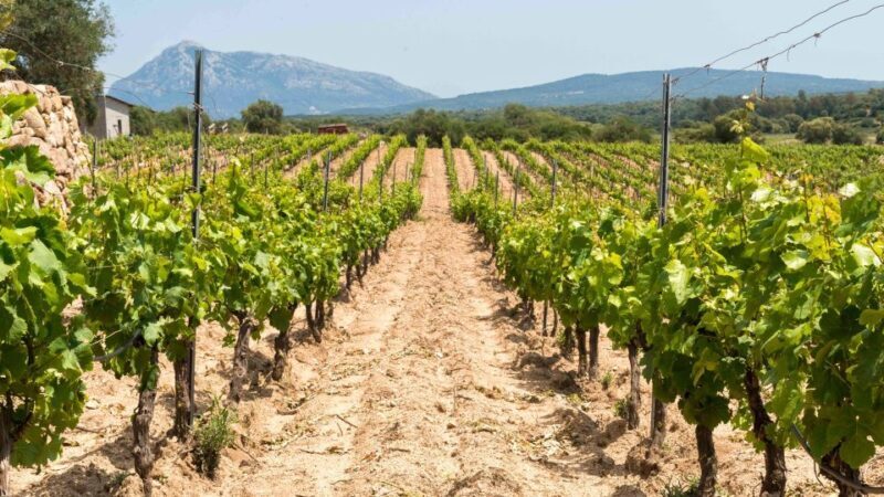 Sardinia: Dorgali Winery Tour with Tasting and Local Guide - Who Should Book This Tour?