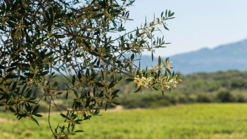 Sardinia: Dorgali Winery Tour with Tasting and Local Guide - FAQ