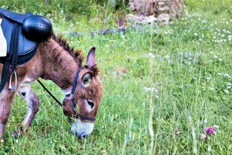 Sassari: hiking with donkeys in Cargeghe and aperitif - Practical Details and Value