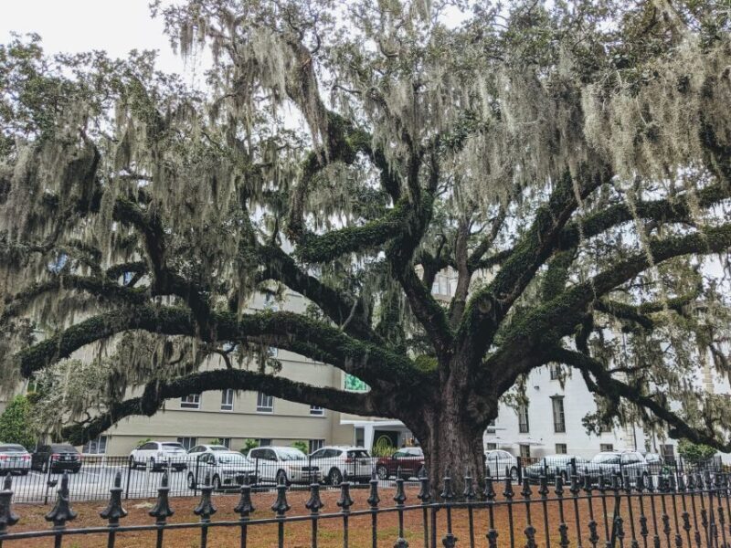 Savannah: Historic District, Islands & more VIP Private Tour - The Coastal Charm of Tybee Island