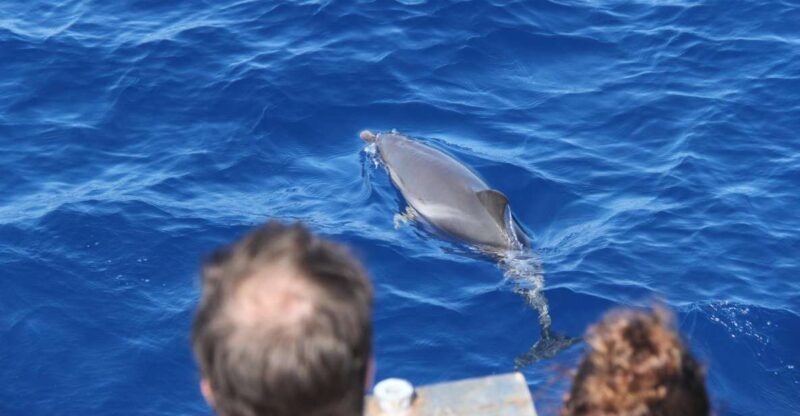Savona: Exclusive nature cruise to the Pelagos Sanctuary - Key Points