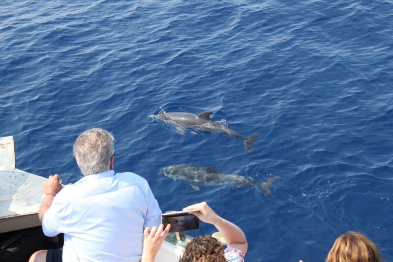 Savona: Exclusive nature cruise to the Pelagos Sanctuary - Final Thoughts: Is this Tour for You?