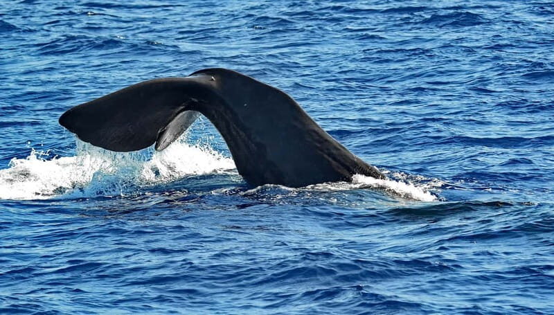 Savona: Pelagos Sanctuary Guided Cetacean Watching Tour - Key Points