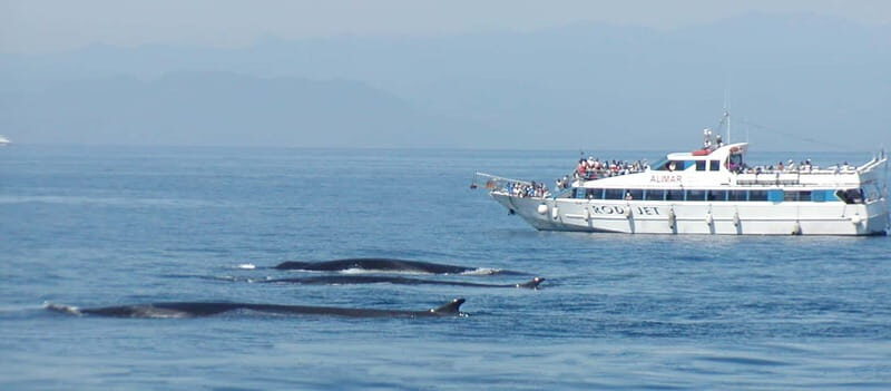 Savona: Pelagos Sanctuary Guided Cetacean Watching Tour - Discover the Marine Life of Pelagos Sanctuary