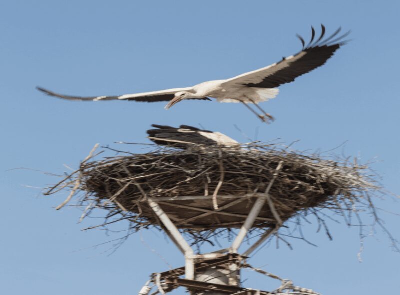 SB02-Half day Surroundings of Sibiu:Saxon Heritage &Villages - An In-Depth Look at the Tour Experience