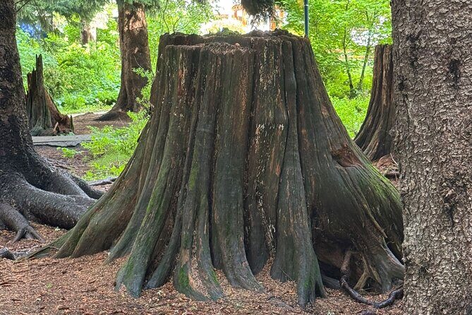 Scavenger Hunt Adventure with Geocaching in Whistler - What Travelers Can Expect in Terms Practicalities