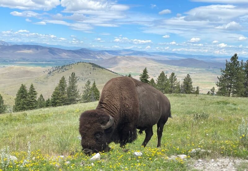 Scenic Driving Tour Flathead Lake and Bison Range - Why This Tour Offers Great Value