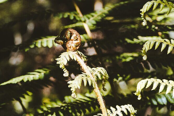 Scenic Helicopter & Kepler Guided Hike from Te Anau with Lunch - FAQ