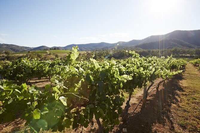 Scenic Hunter Valley Tour with Wine and Cheese Tastings - What Reviewers Say