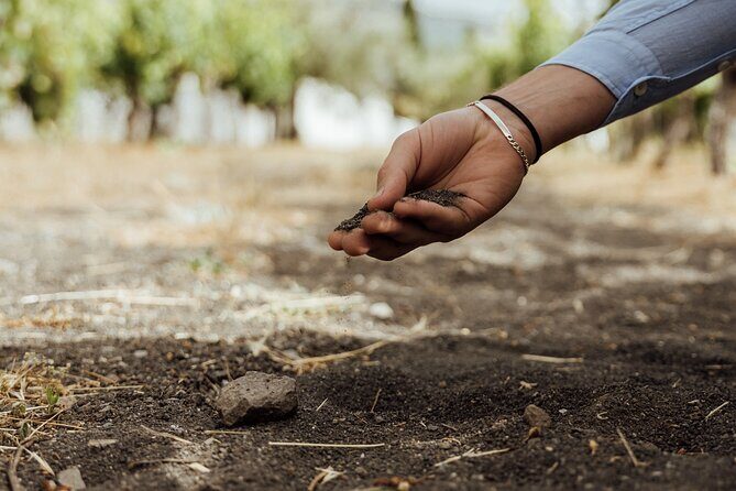 Scenic Wine Tasting & Lunch on the Slopes of Vesuvius from Naples - FAQ