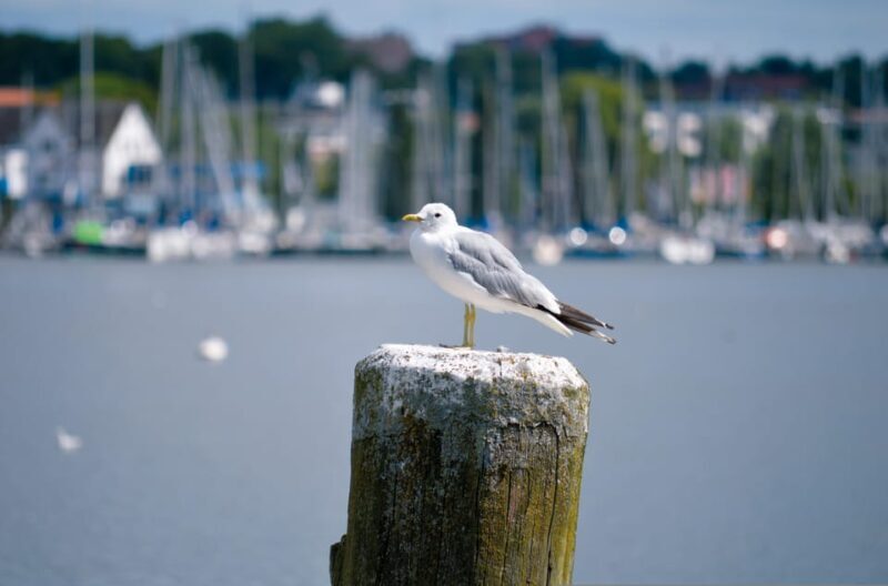 Schleswig: Highlights tour (cathedral, old town, Holm, city harbor) - Who Would Enjoy This Tour?