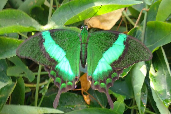 Schmetterlinghaus - Imperial Butterfly House Vienna Admission Ticket - Introduction