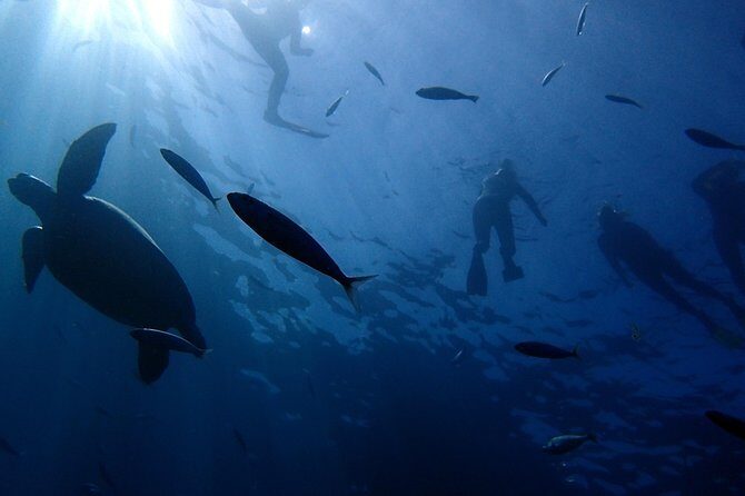 Scuba Adventure  2 Guided Dives from Our Boat in Tenerife - The Dive Itinerary: What You Can Expect