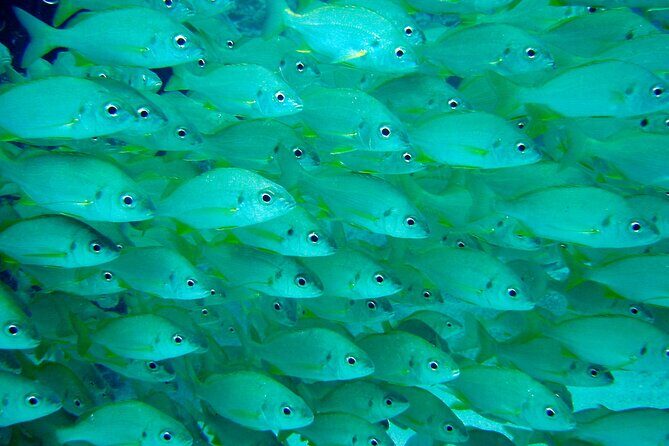 Scuba Adventure  2 Guided Dives from Our Boat in Tenerife - The Practical Side: Logistics and Considerations