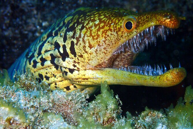 Scuba Adventure  2 Guided Dives from Our Boat in Tenerife - In The Sum Up