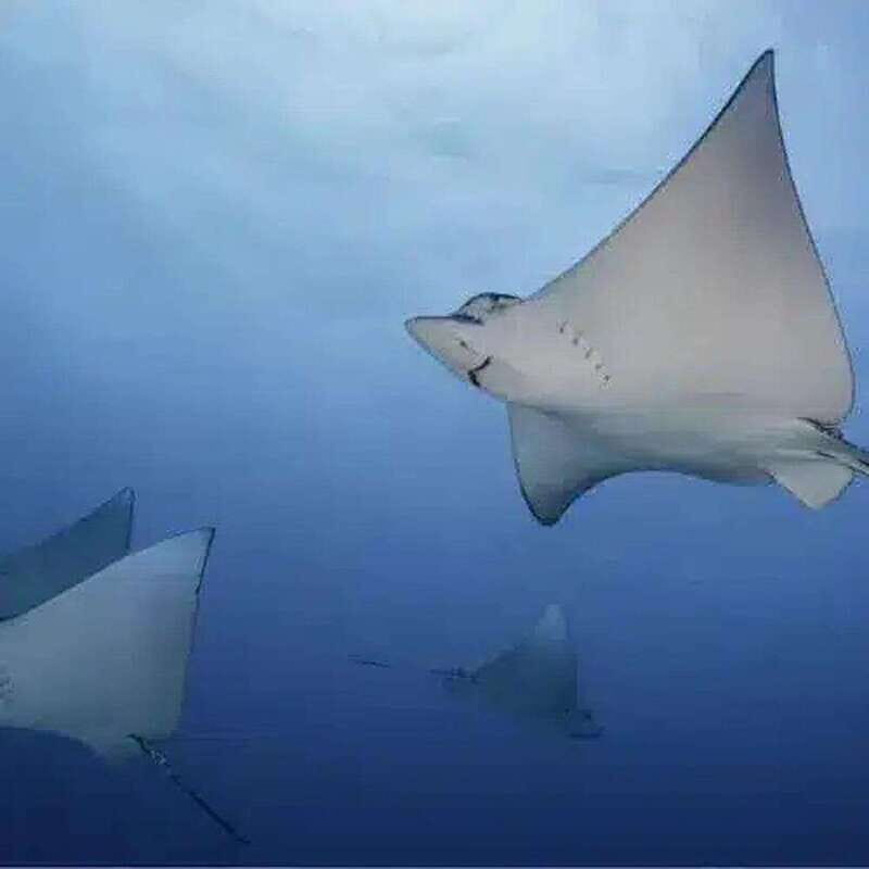 Scuba Cozumel: Experience from Boat, for Certified Divers - Key Points