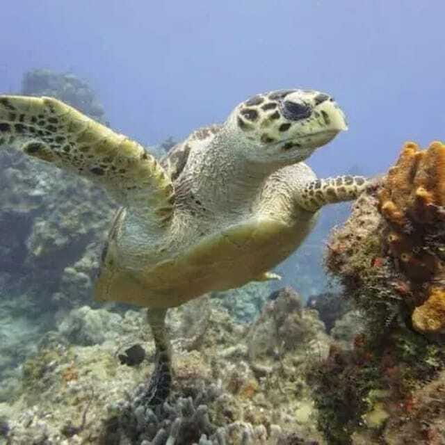 Scuba Cozumel: Experience from Boat, for Certified Divers - What Makes This Tour Stand Out?